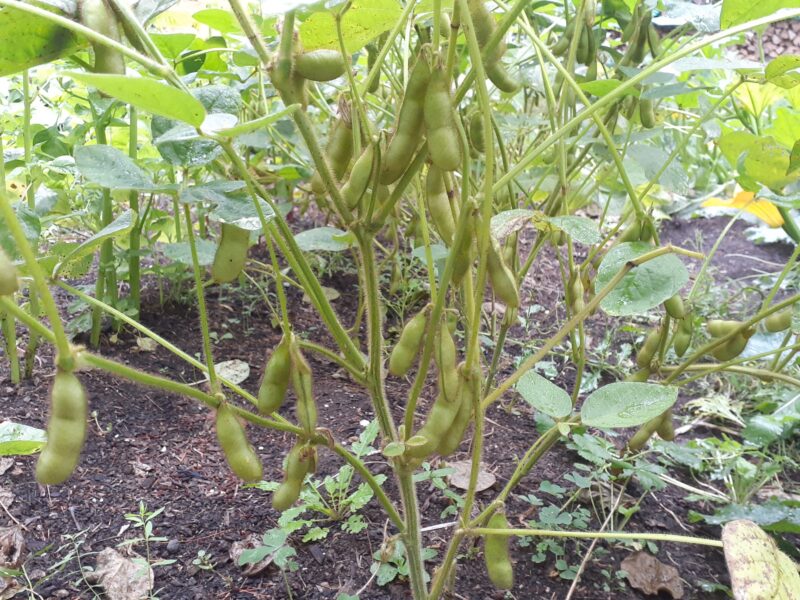 We harvested edamame! | Gardening Diary of Living in the Woods