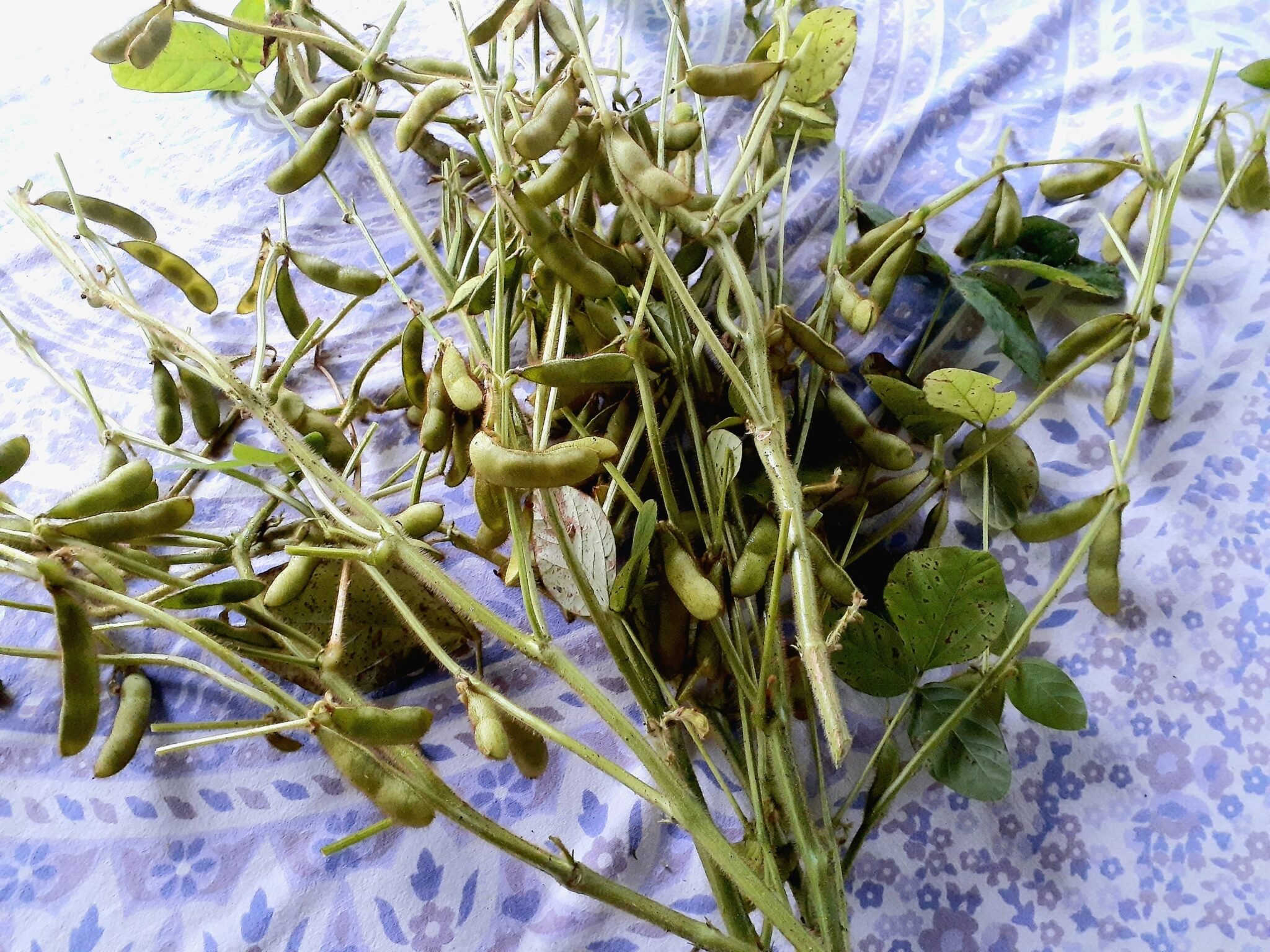 We harvested edamame! | Gardening Diary of Living in the Woods